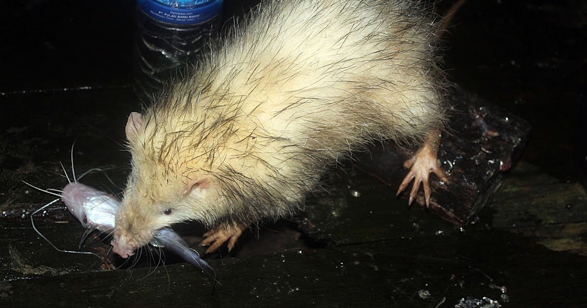 Mengenal Moonrat Si Tikus Bulan ~ Bambo Foundation