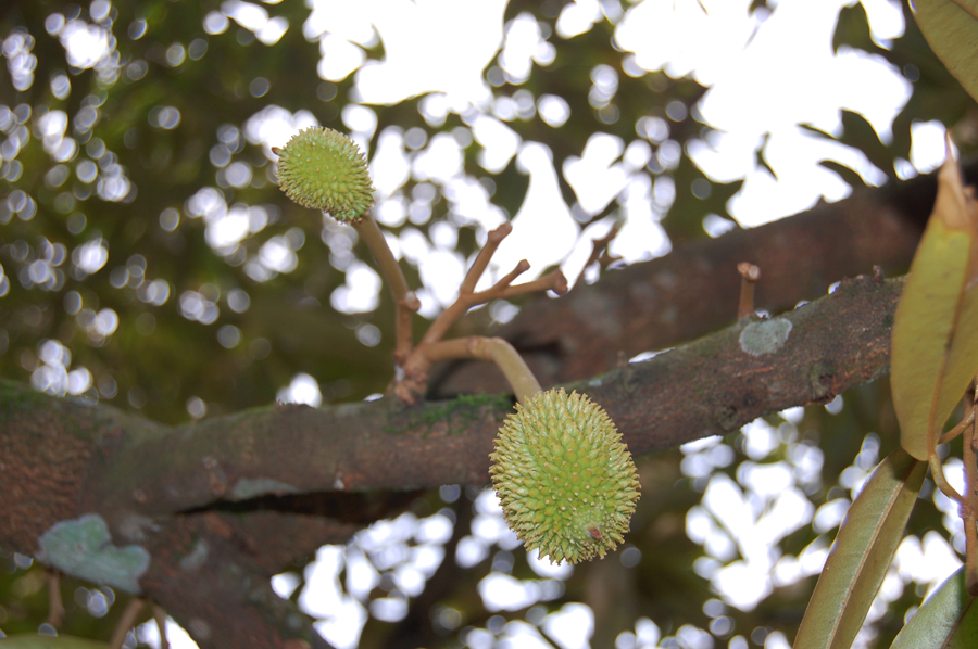 Durian Info: Durian: Crop Production Cycle and Orchard Management Practices