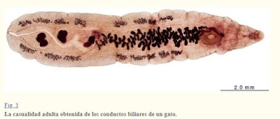Parasitología: Amphimerus: Gato huésped intermediario