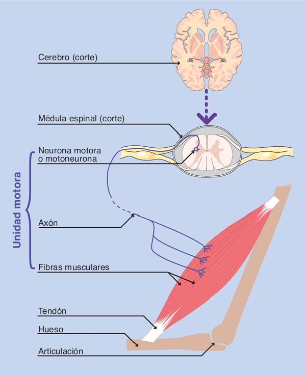 Sinapsis: MÚSCULO ESTRIADO
