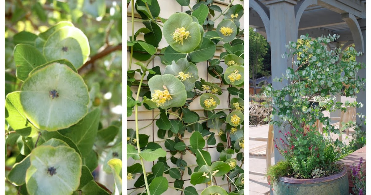 The Plants at Walking Rain: Grape Honeysuckle / Lonicera reticulata