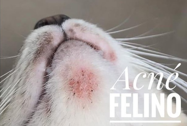 Todo para Mascotas: Acné Felino ¿Que es y cual es el Tratamiento?