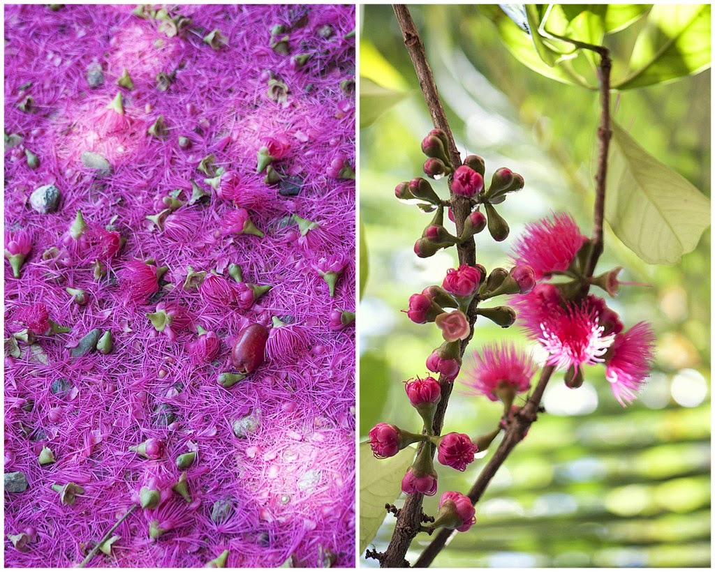 Pumagá: el árbol paraíso del colibrí, picaflor, tucusito o quinde ...
