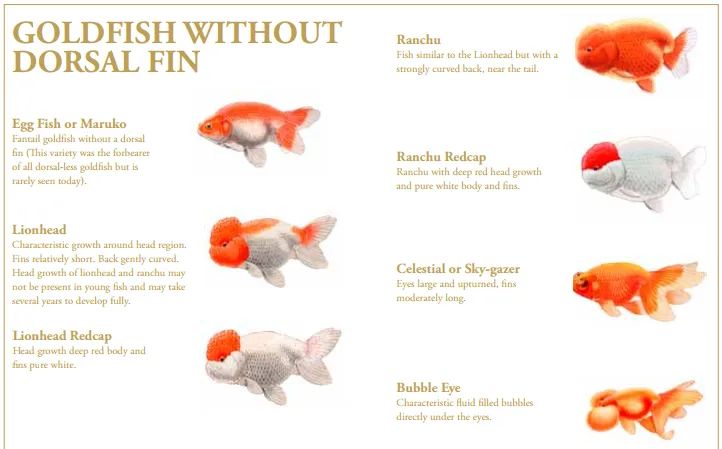 Le poisson rouge (Carassius auratus)