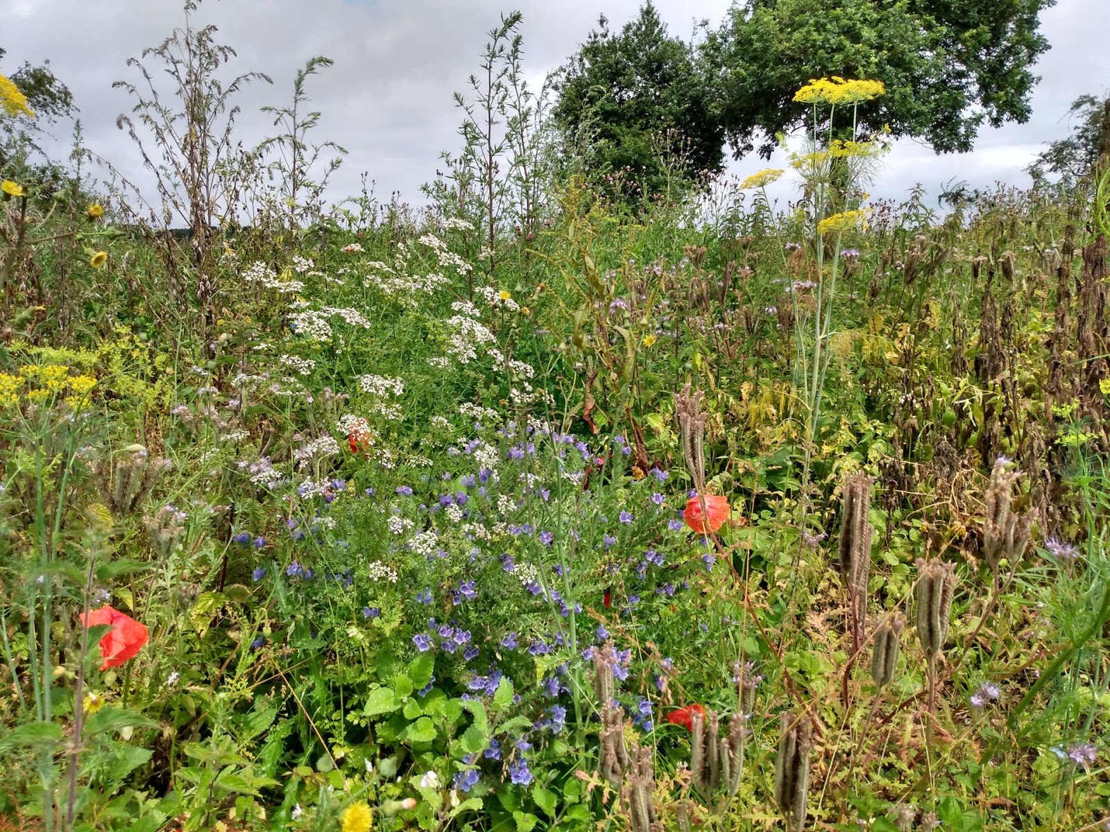 The wildflower patch update - Sophie in the Sticks
