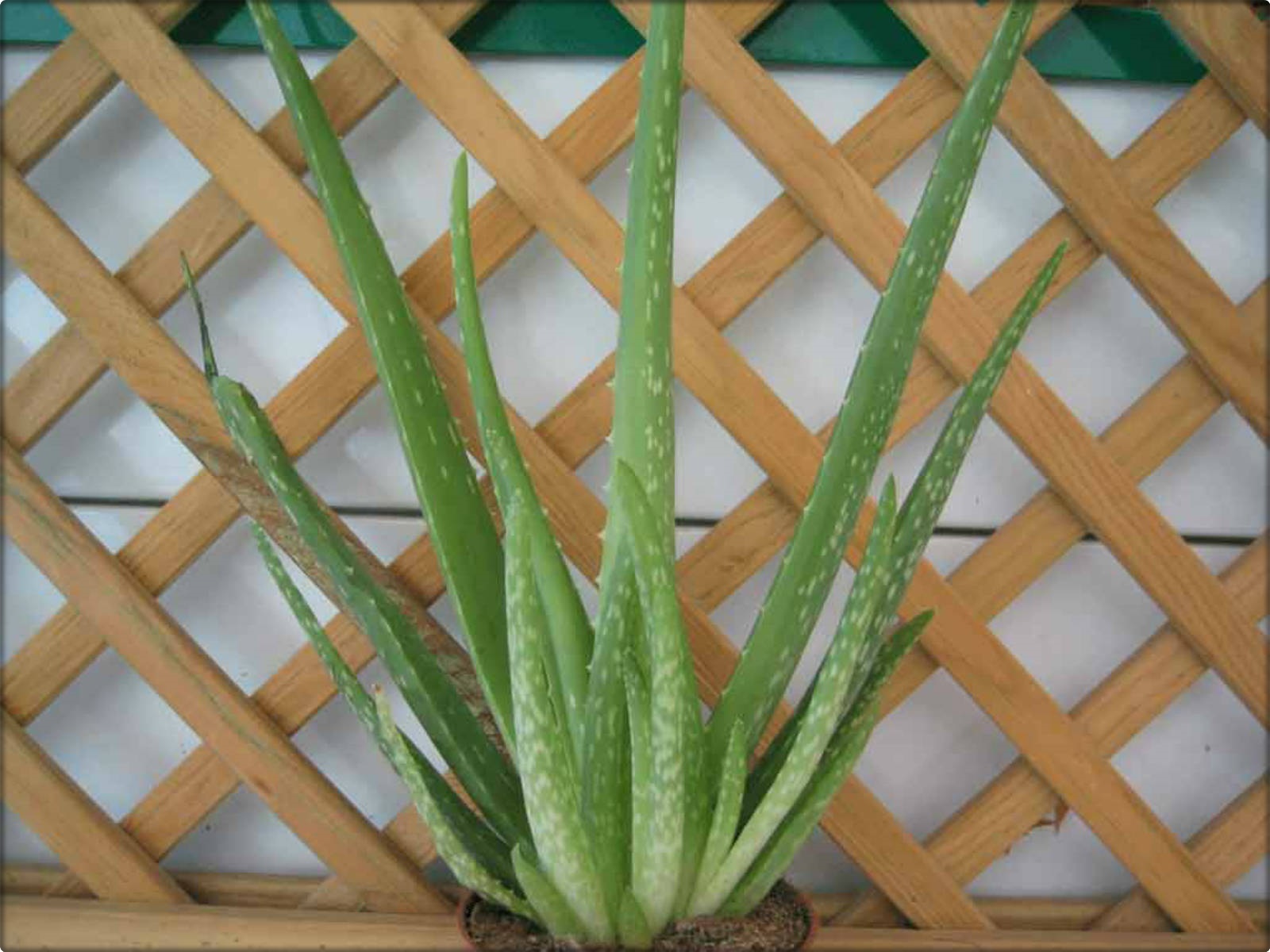 Aloe vera – Medicinal Aloe, Barbados Aloe