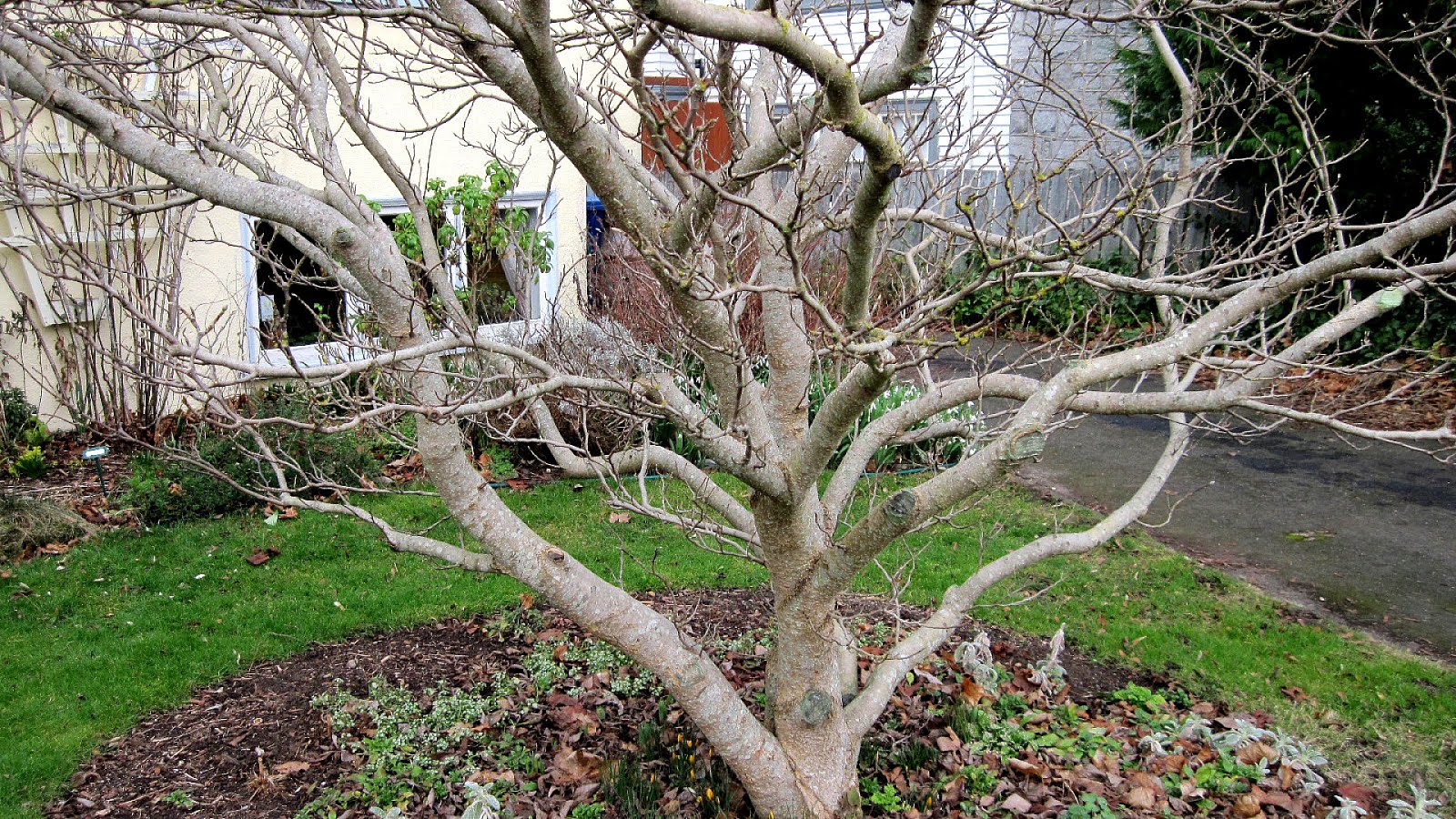 When To Prune Magnolia Trees Tree Choices when-to-prune-magnolia-trees-tree-choices
