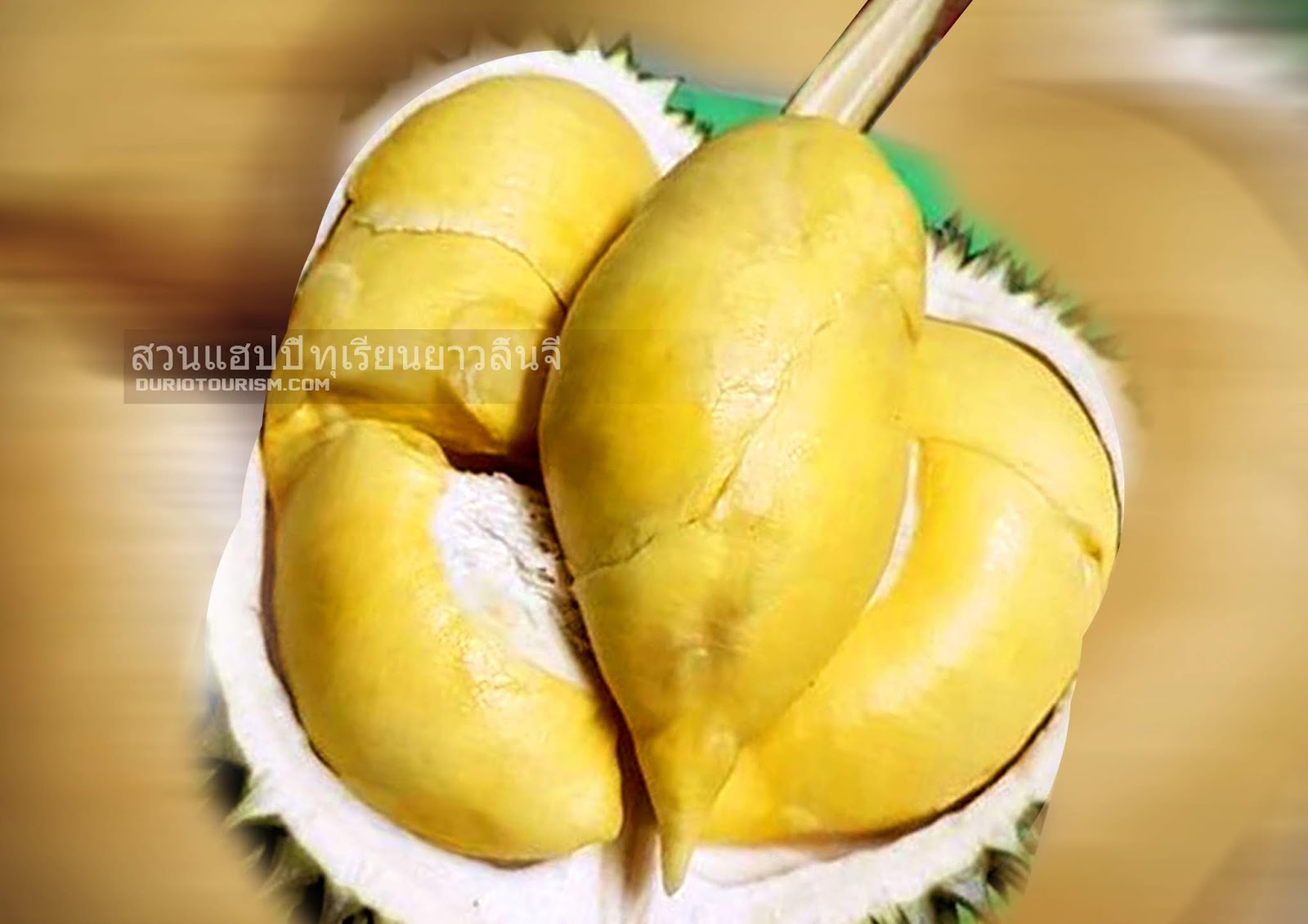 Durian Labu Emas / Yaw Lin Ci / สวนแฮปปี้-ทุเรียนยาวลิ้นจี่ / durianlychee