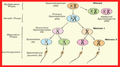 Proses Pembentukan Gamet (Gametogenesis) - LENTERA-ILMIAH