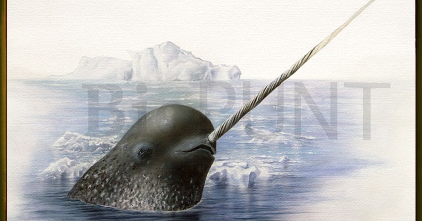 Biología Extraordinaria: EL NARVAL