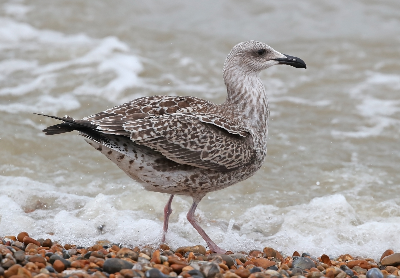 PLODDINGBIRDER: Juvenile Yellow-legged Gull!