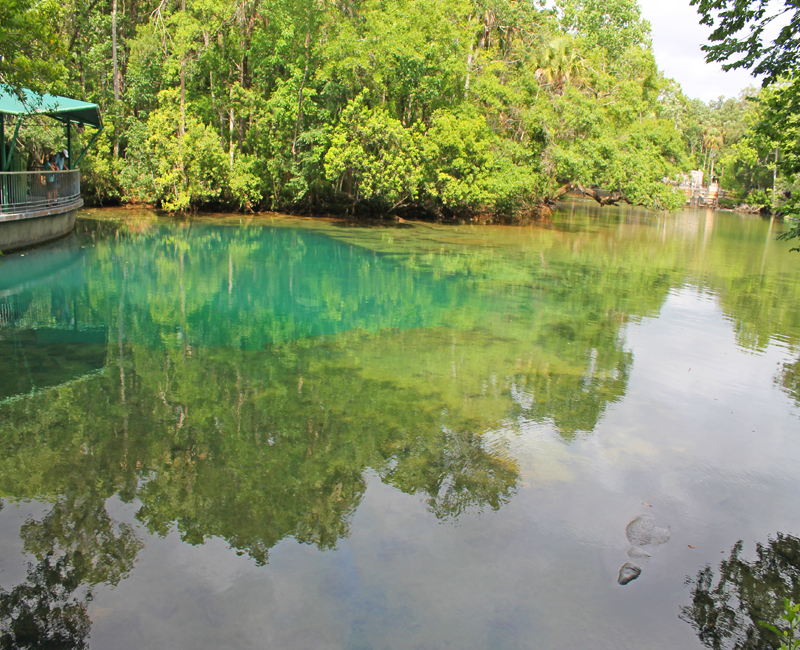 Visit Homosassa Springs State Wildlife Park | Travel Quest - US Road ...