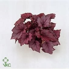 Всё о бегониях и не только...: Голландские бегонии Magic Colours и ...