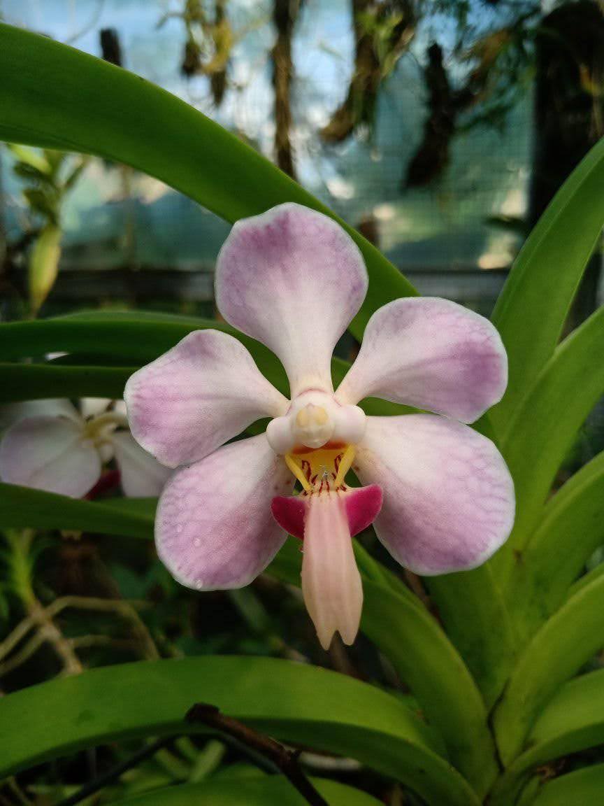 Vanda foetida J.J.Sm.