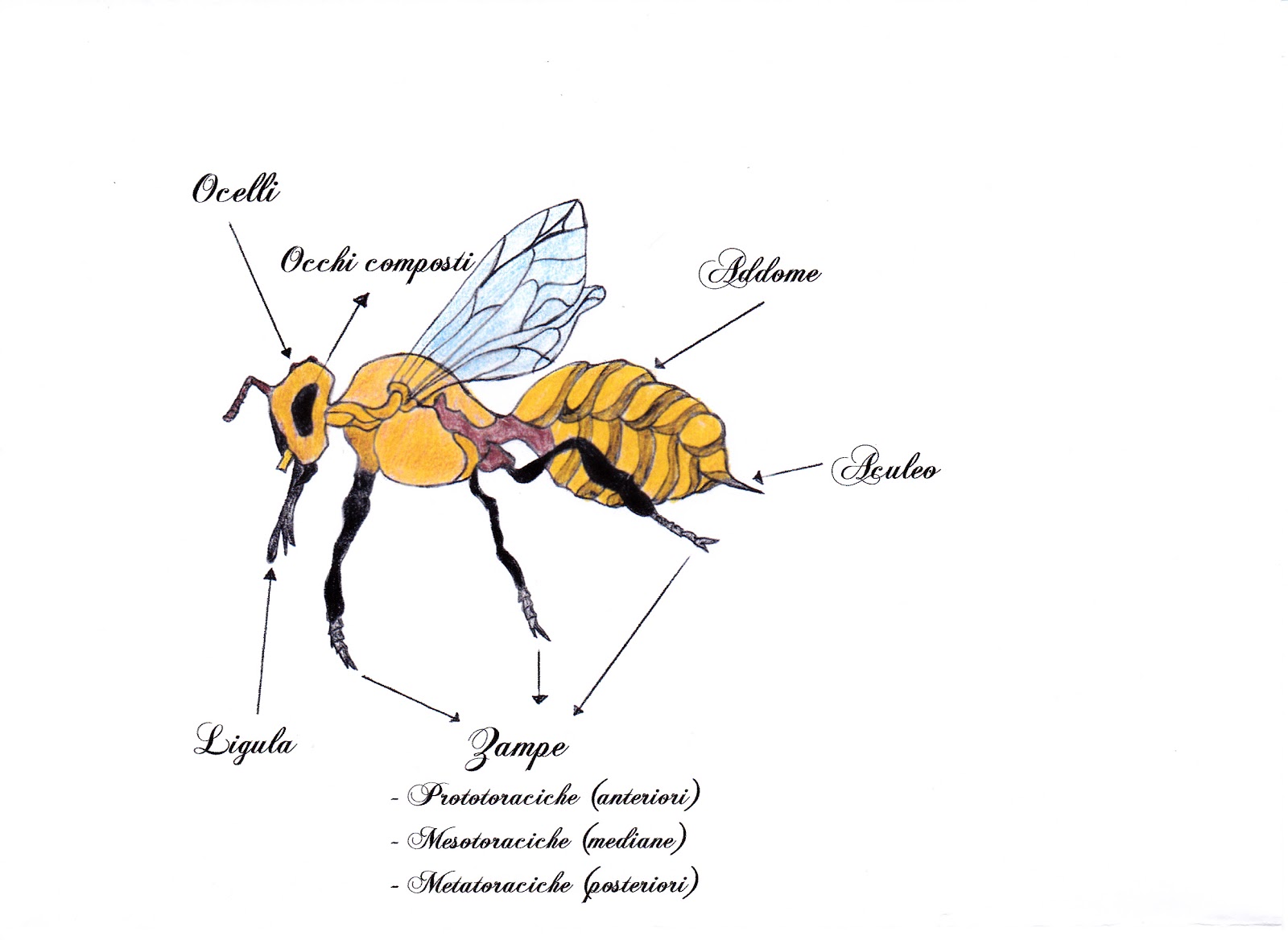 Il fantastico mondo delle api-: L'ORGANIZZAZIONE DELLA SOCIETA' DELLE API