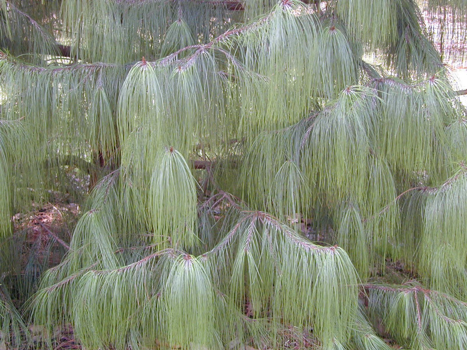 Trees of Santa Cruz County: Pinus patula - Mexican Weeping Pine