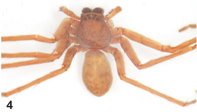 Sciency Thoughts: Nine new species of cave-dwelling huntsman spider ...