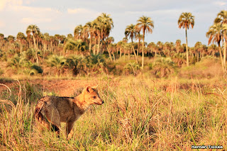 Entre Ríos: FAUNA AUTÓCTONA ...