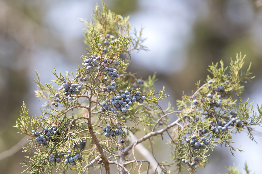 Birds of Saudi Arabia: Juniper – Tanoumah