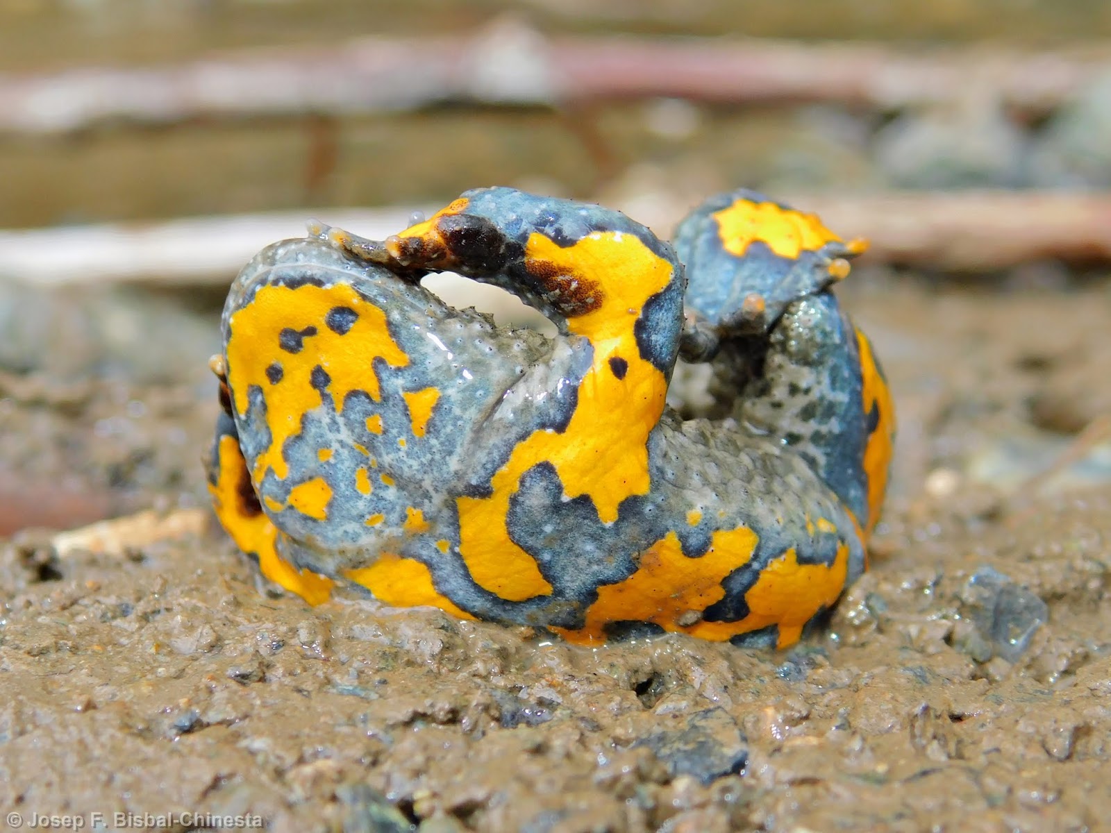(Paleo-)Herpetología: Bombina variegata - Sapillo de vientre amarillo