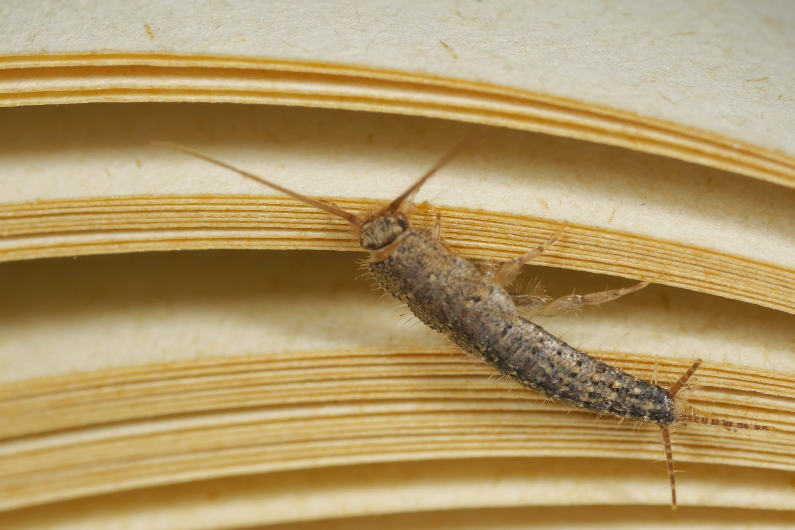 Bichos y fotos: Los peces de plata o "lepisma", curiosos insectos que ...