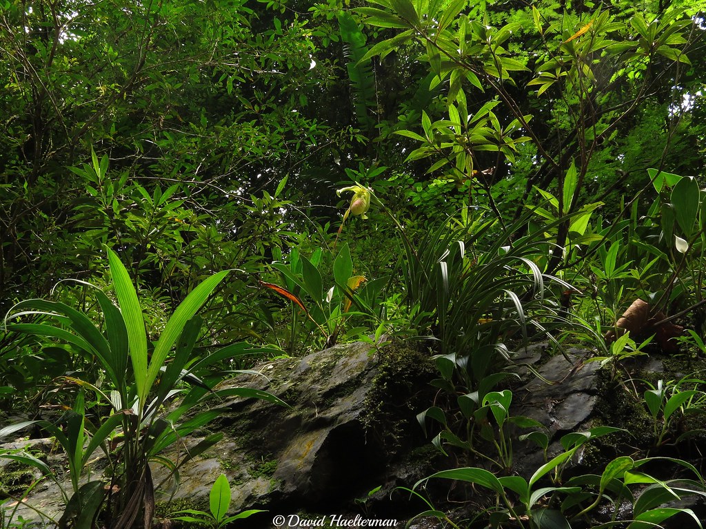 Phragmipedium orchid care and culture | Travaldo's blog