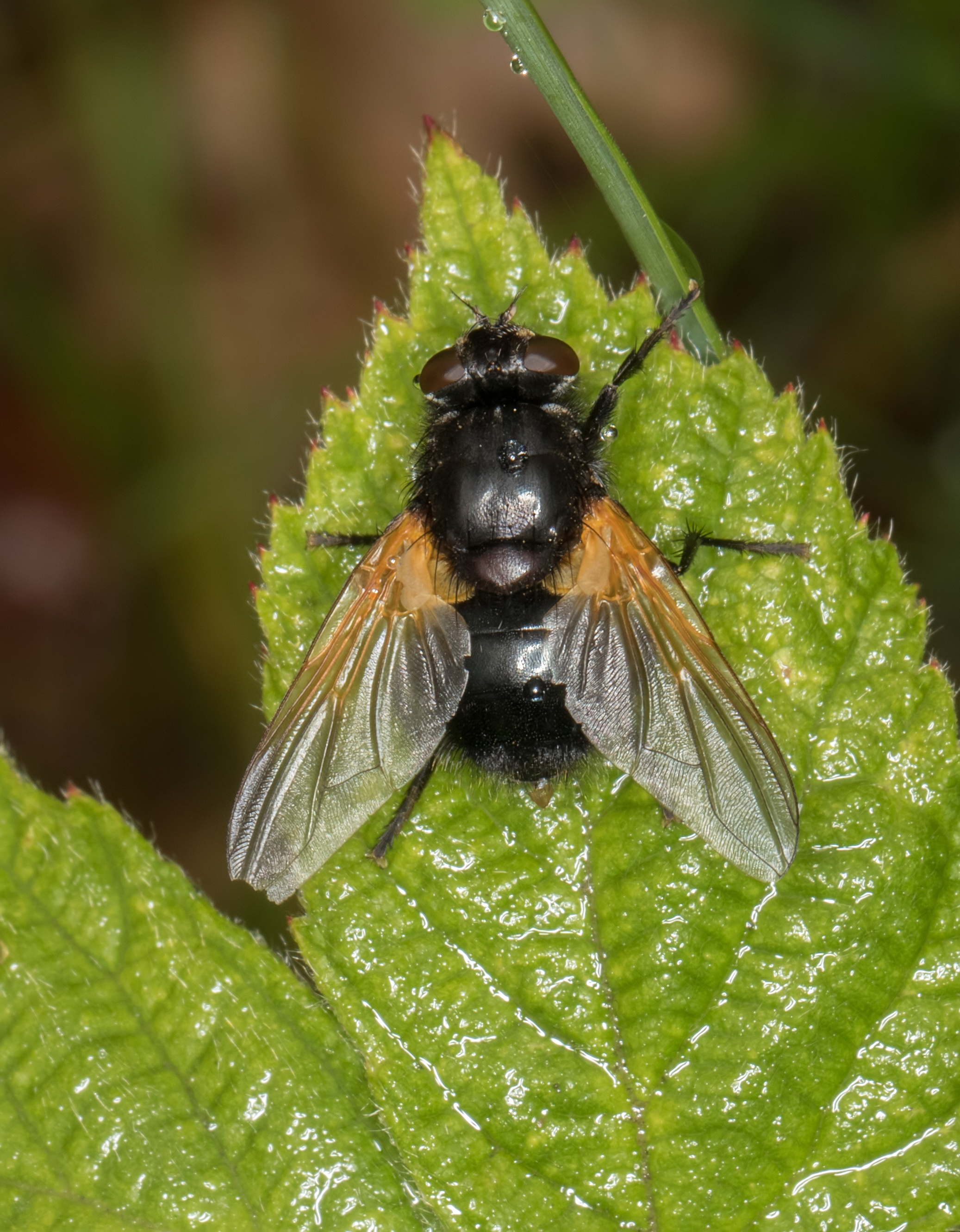 Northamptonshire Bird Club: 2020