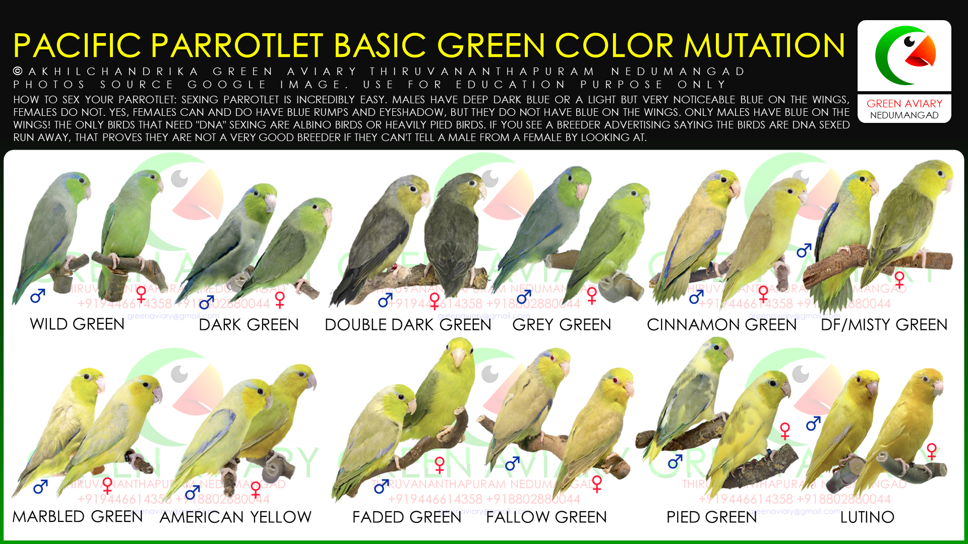 PACIFIC PARROTLET BASIC GREEN COLOR MUTATION