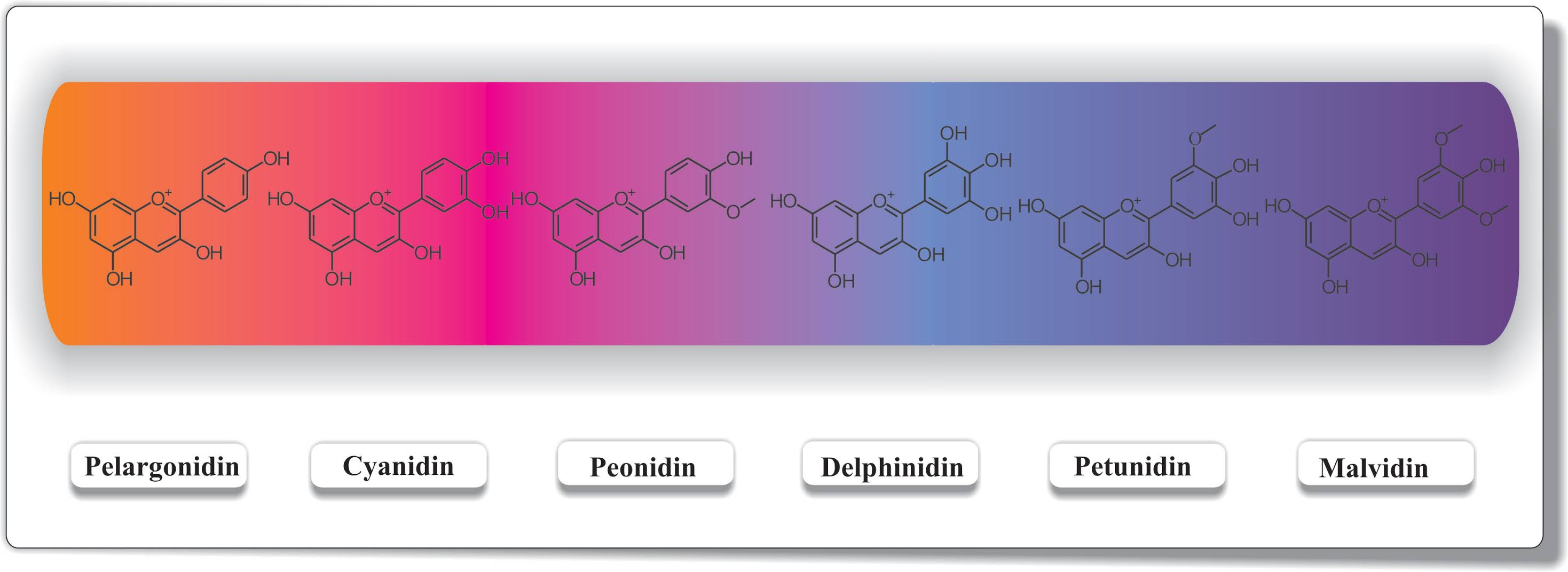 Los pigmentos en las plantas