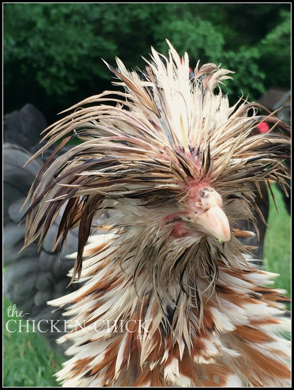 The Chicken Chick®: Chicken Picking Causes and Solutions