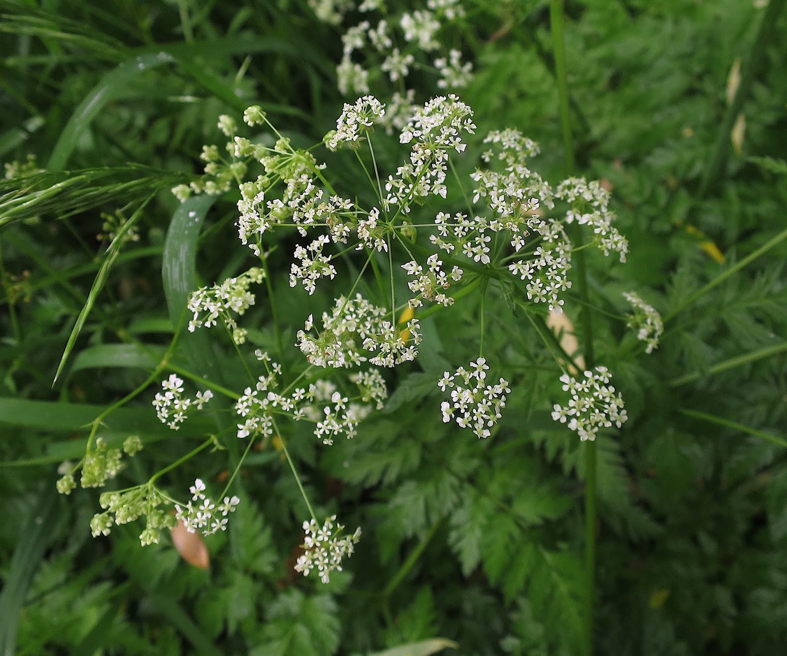Saratoga woods and waterways: Wild Chervil Gone Wild!