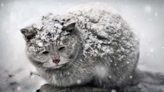 http://Hey-You.info: FROZEN-CAT