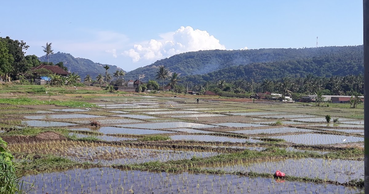 Suluh saking Dharma Pamacul miwah Usada Sawah ring Para Patani - Suara ...