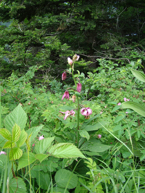 Frumusetile naturii: Crinul de padure (Lilium martagon)