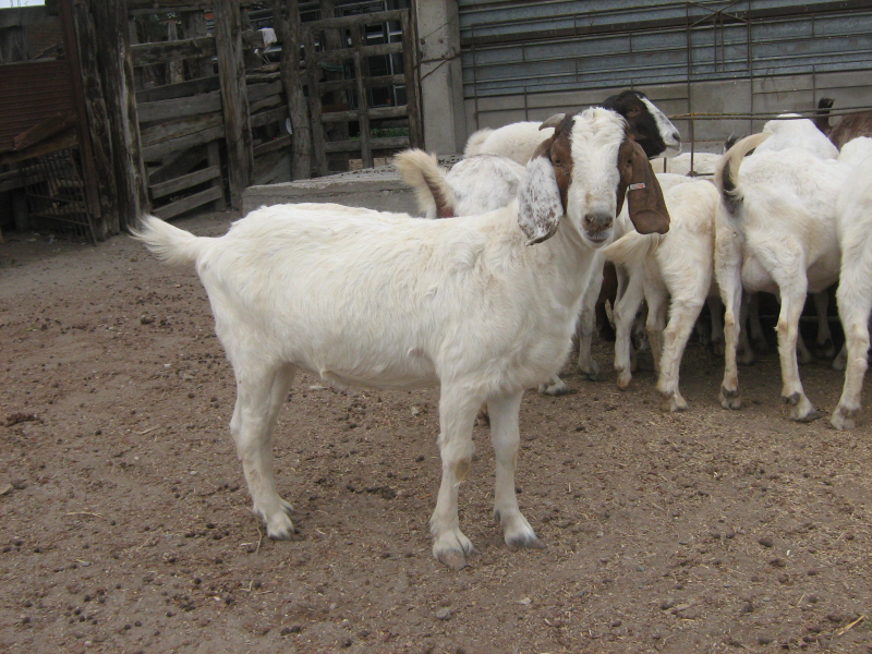 Criadero de Chivos Boer