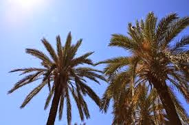 A Land Remembered: Tobias MacIvey