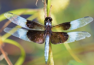 The Latest: Georgia Dragonfly Photos
