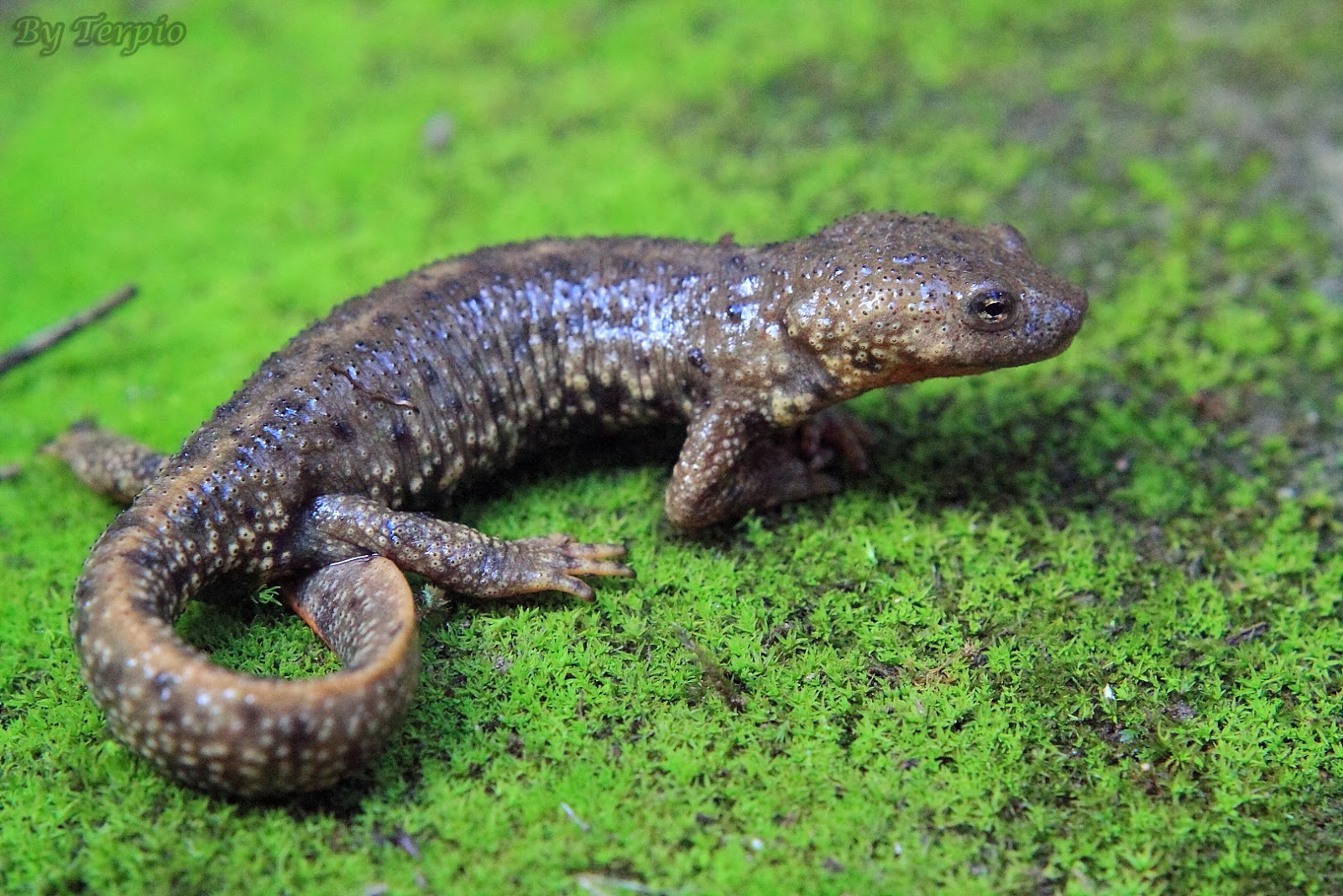 Viajes, Salidas, Naturaleza, (Fotografía).: Tritón Pirenaico ...
