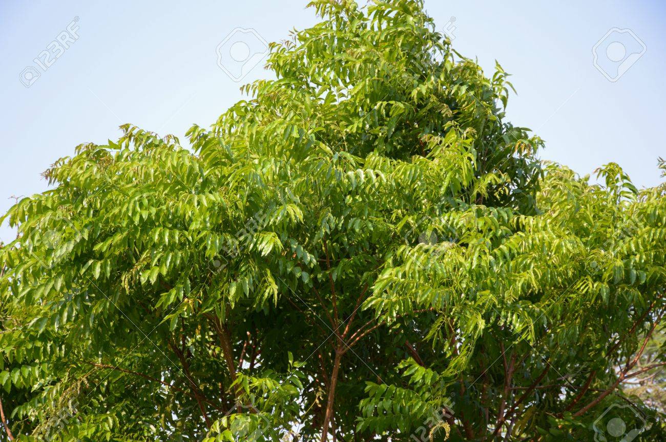 Health Benefits of Common Medicinal Plants of Palpa ~ New Horizon ...