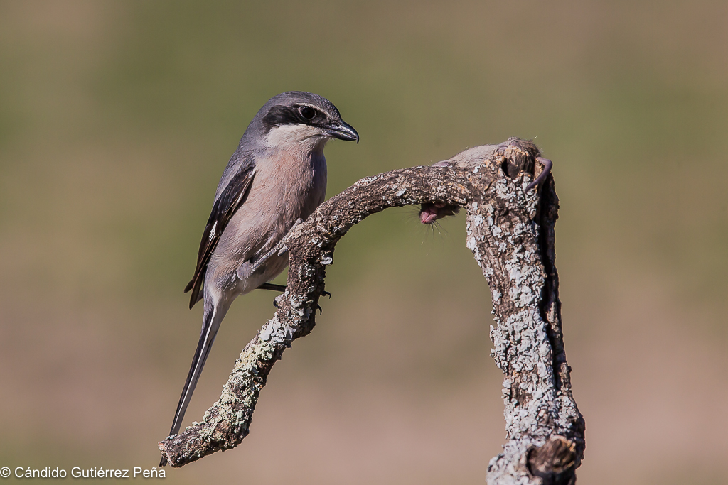 ALCAUDON REAL - Lanius Excubitor | Observatorio de la Naturaleza