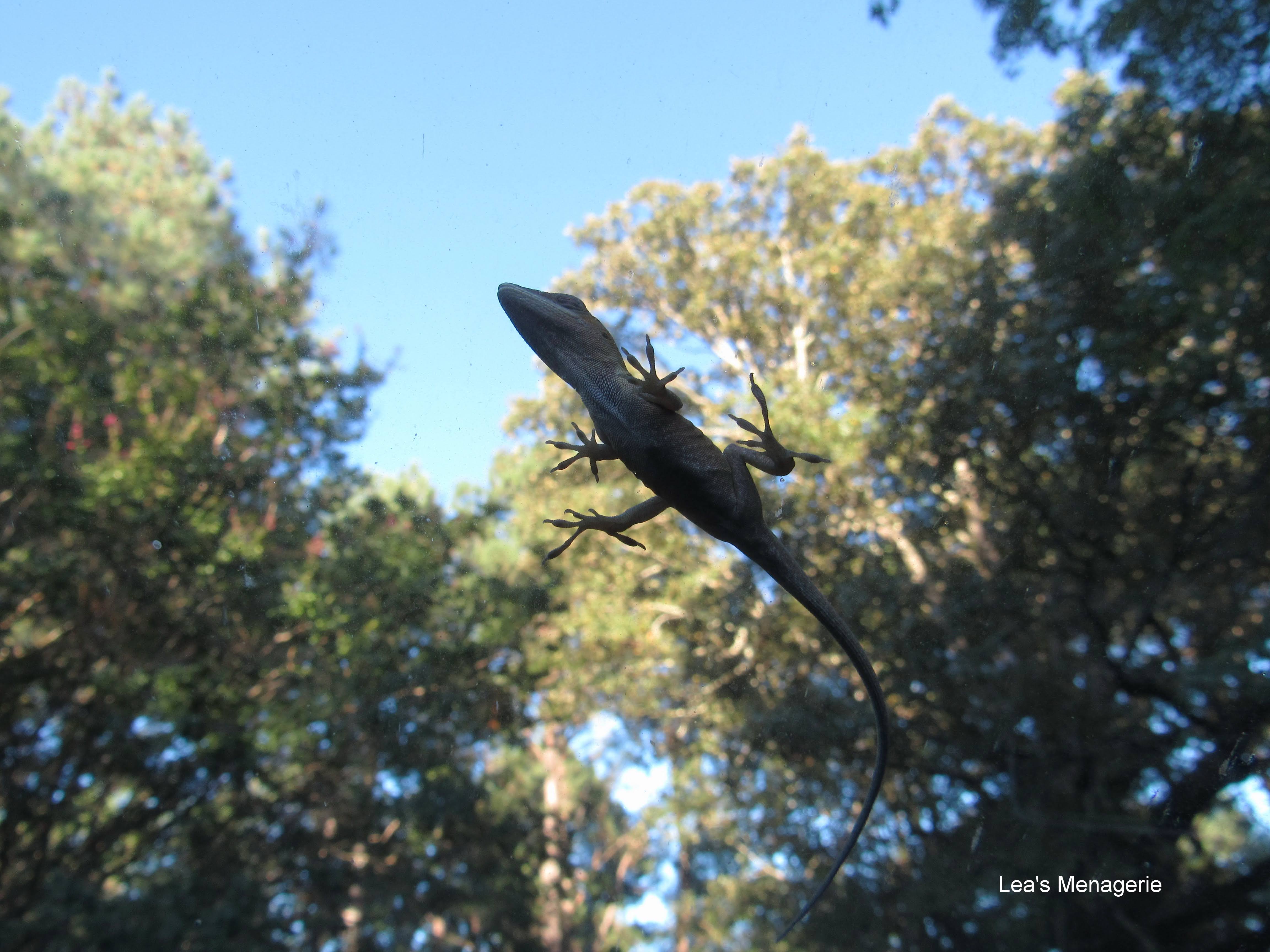 Lea's Menagerie: Leaping Lizards! October 2, 2020