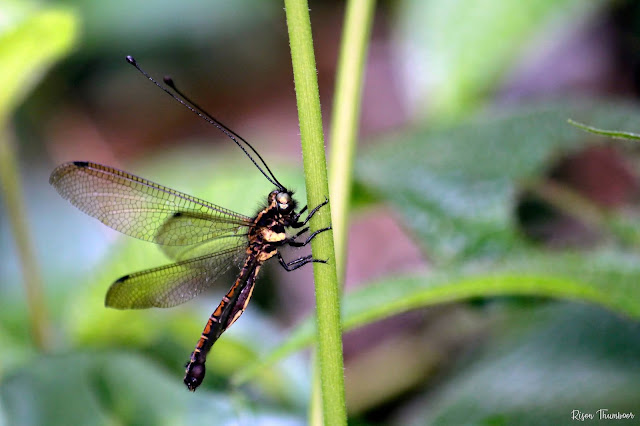 Insects Of Kerala: May 2020