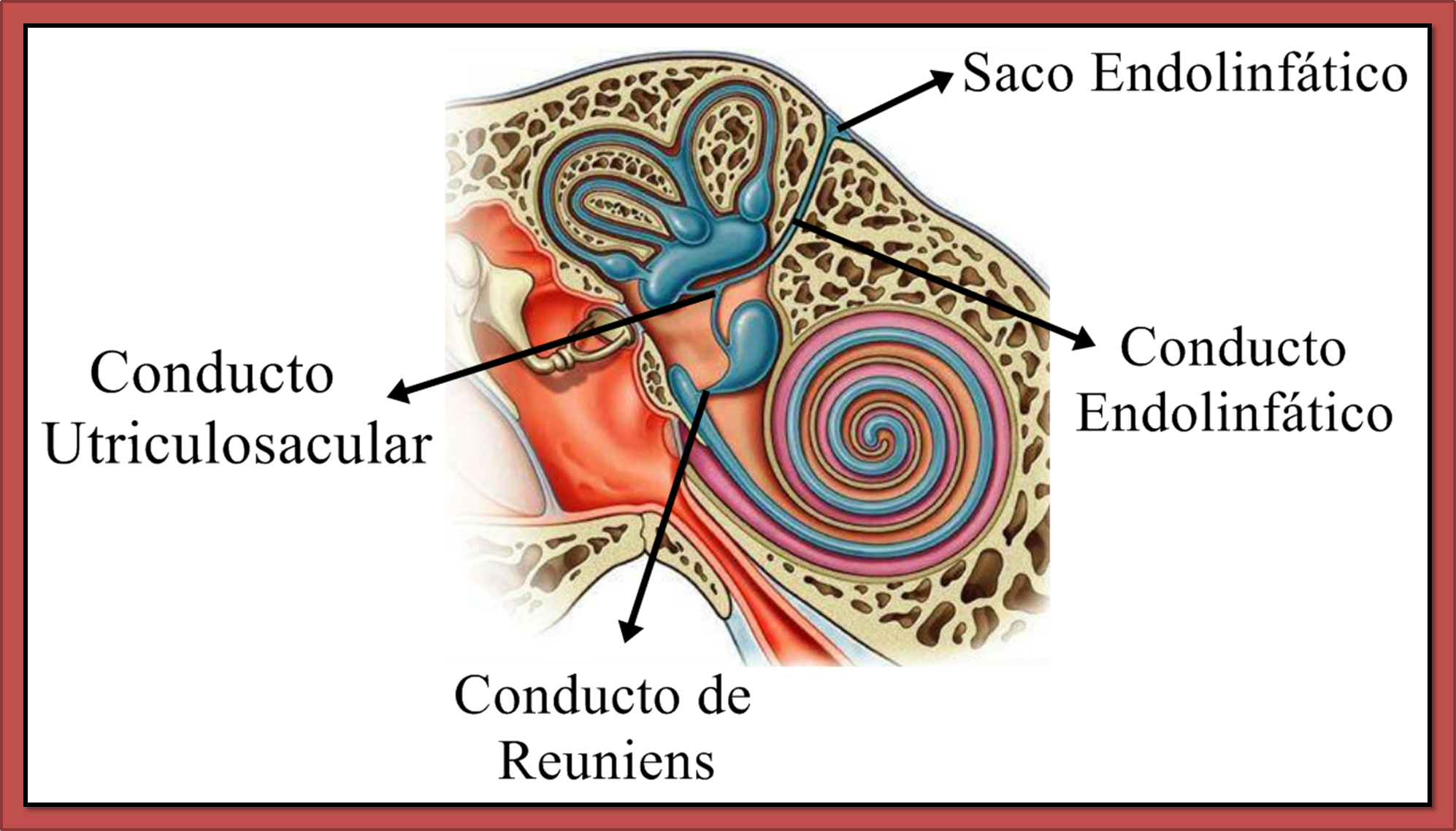 Laberinto Membranoso ~ Biopsicosalud
