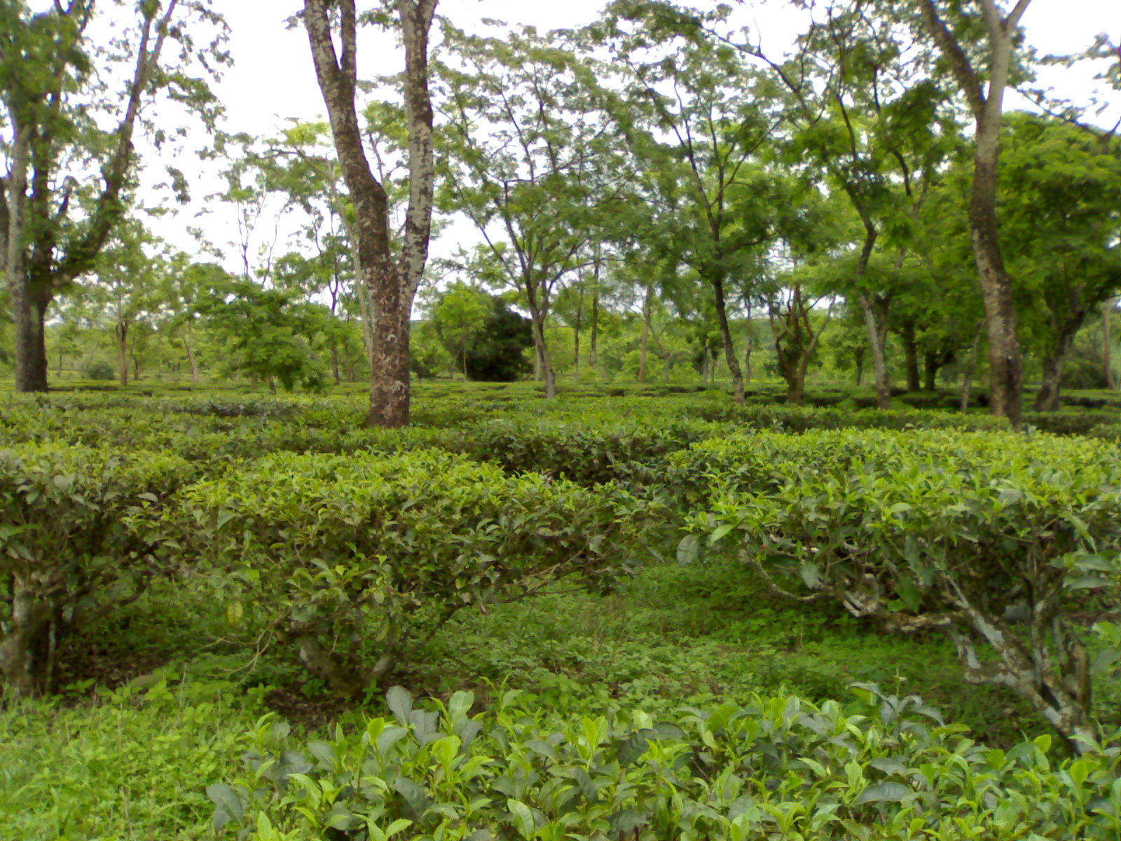 Dooars Resorts | Dooars Ecoviillege