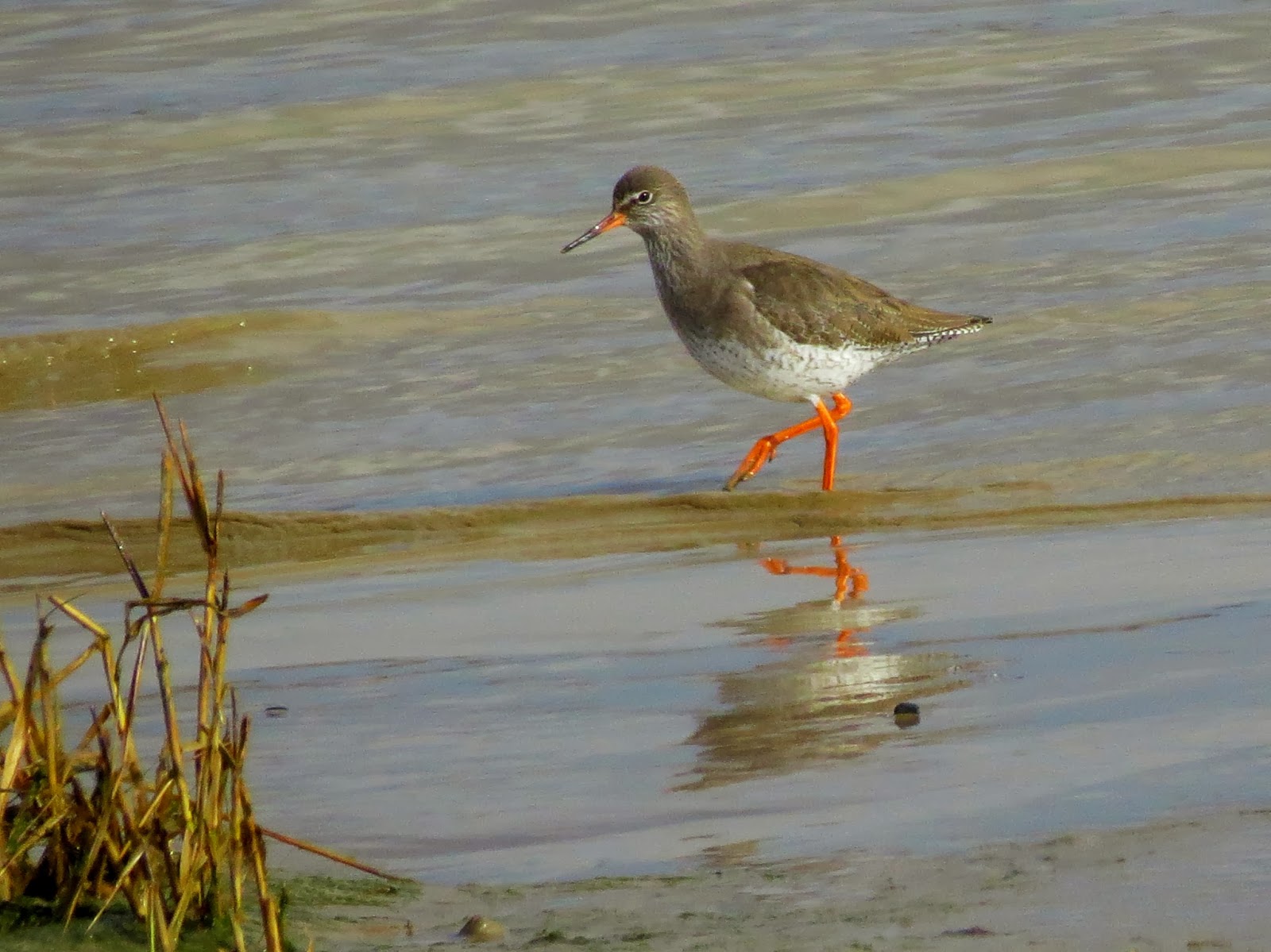 Boatbirder.com: Fingringhoe Wick