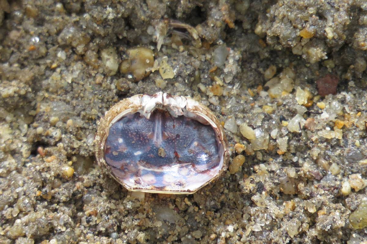 Queensland Coast: Water mouse (Xeromys myoides), a predator of crabs