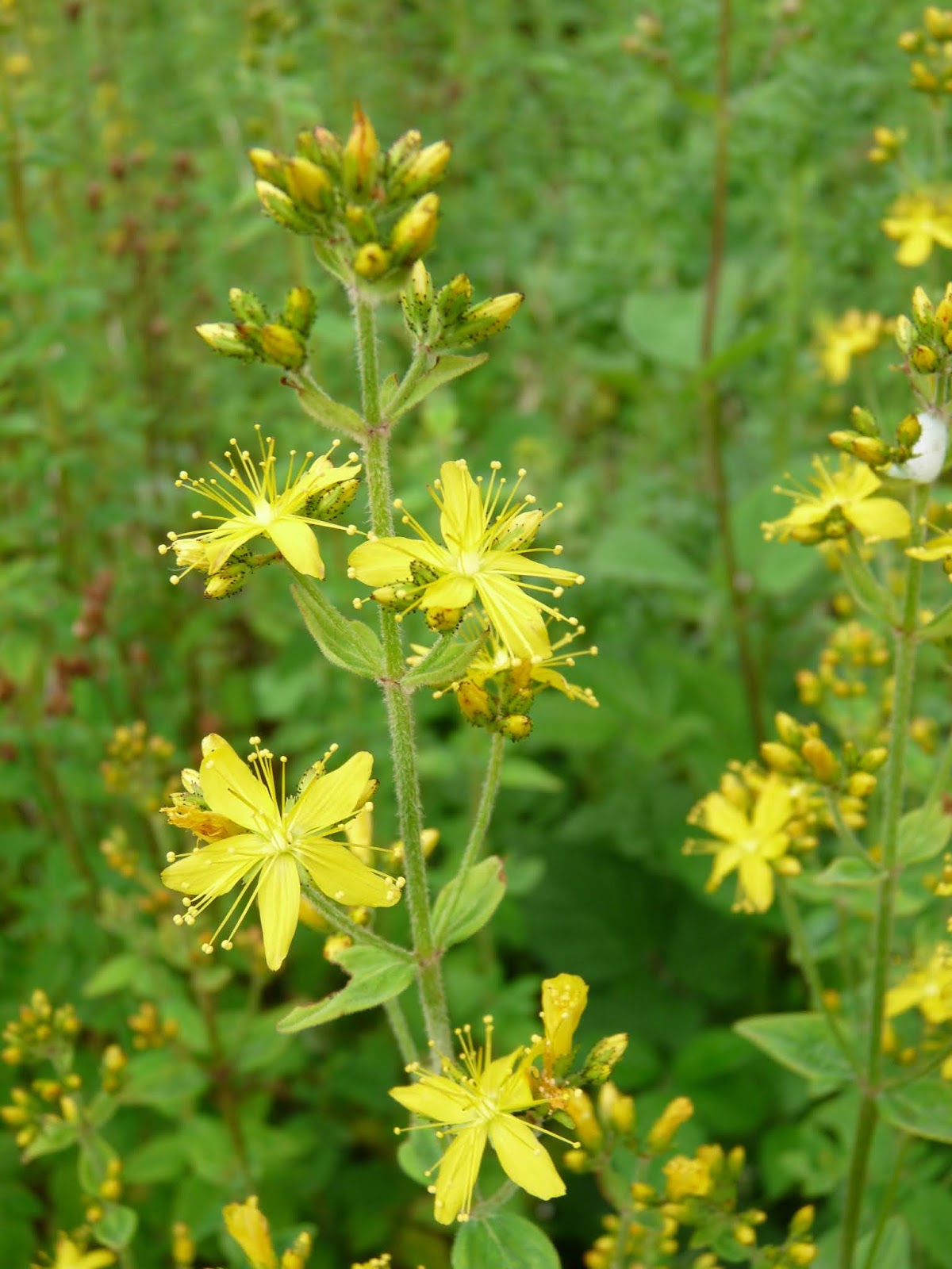 The Flora of Hutton Roof : Hypericum hirsutum (Hairy St John's Wort)