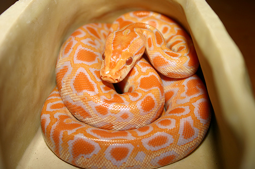 the man cave: Burmese Python