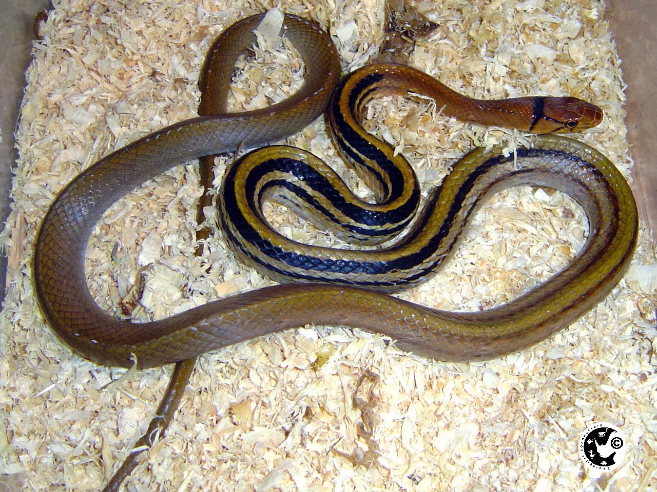 CatatanSekigawa: Ular Terawang (Elaphe Radiata)