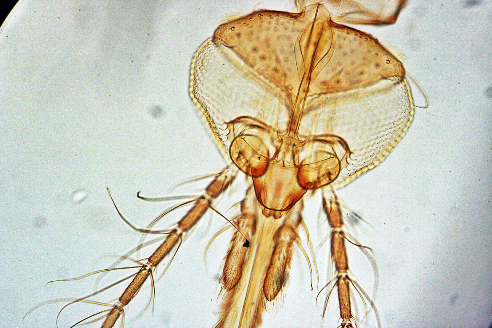 Vida tras el objetivo: Vistas a microscopio. CC.AA
